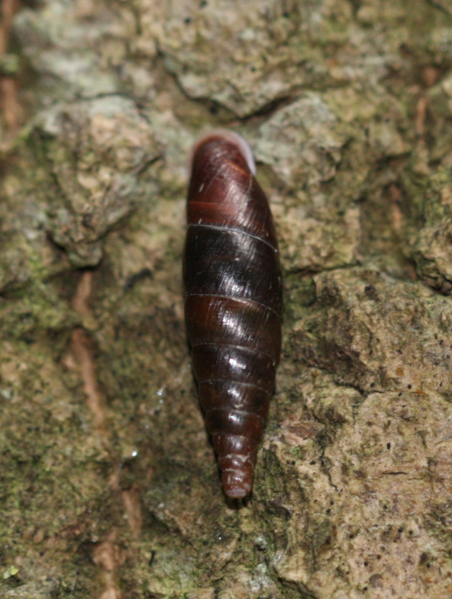 Plaited Door Snail | NatureSpot