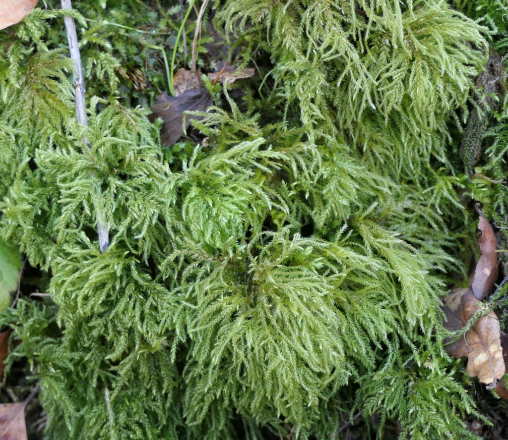 Fox-tail Feather-moss | NatureSpot