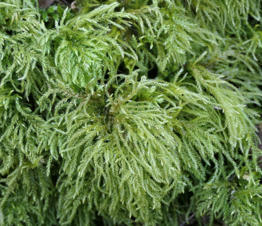 Fox-tail Feather-moss | NatureSpot