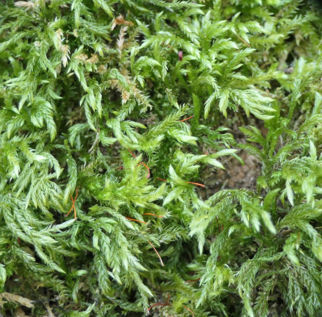 Larger Mouse-tail Moss | NatureSpot