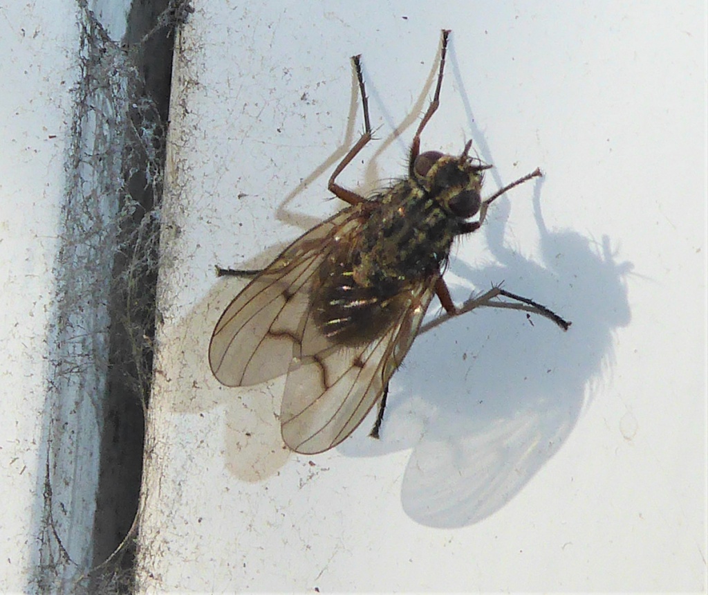 Phaonia signata | NatureSpot