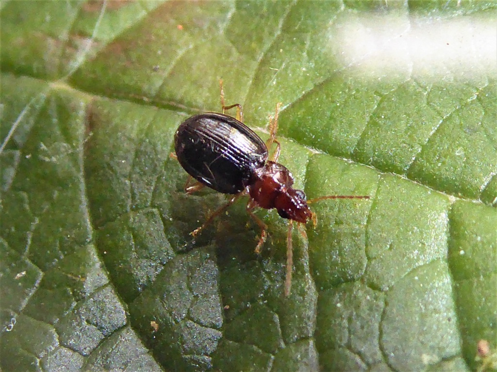 Ocys harpaloides/tachysoides | NatureSpot
