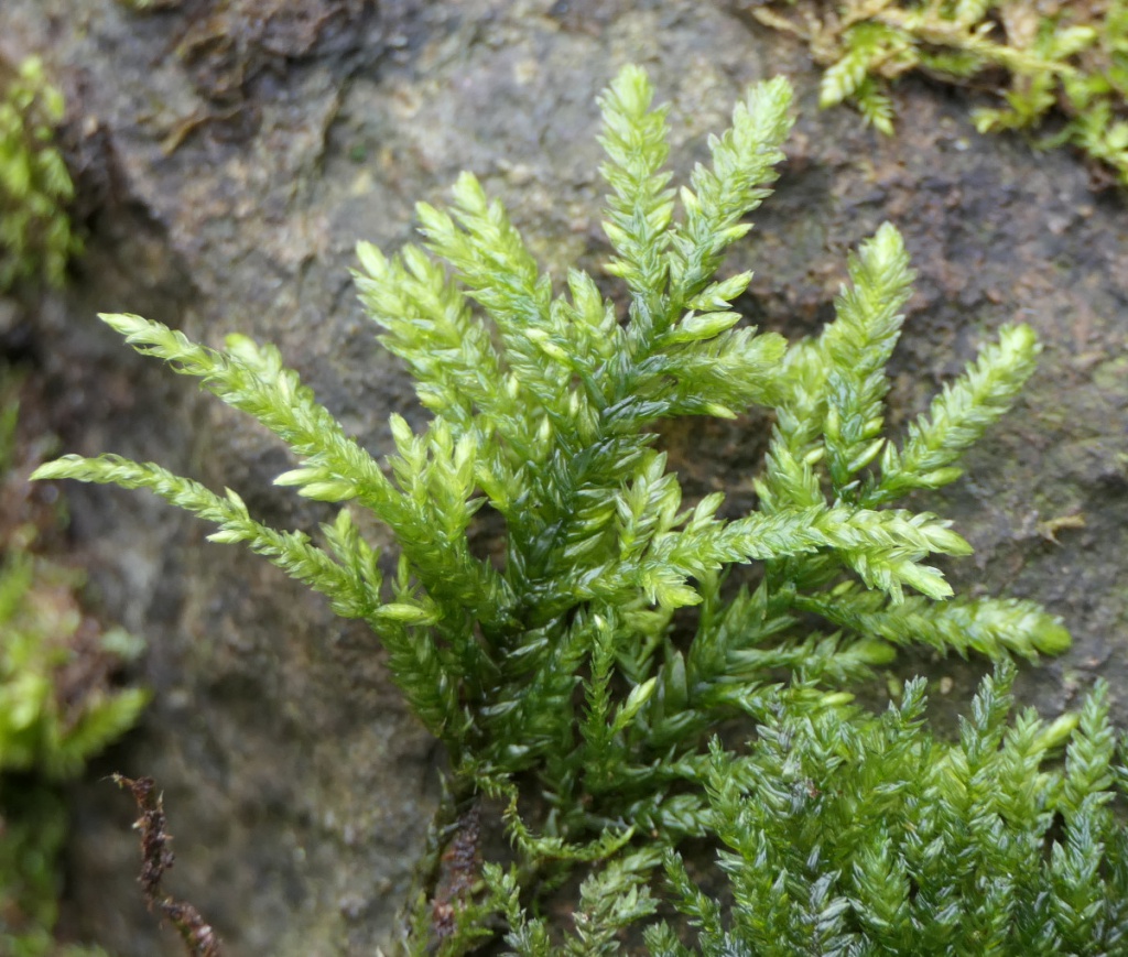 Fox-tail Feather-moss | NatureSpot