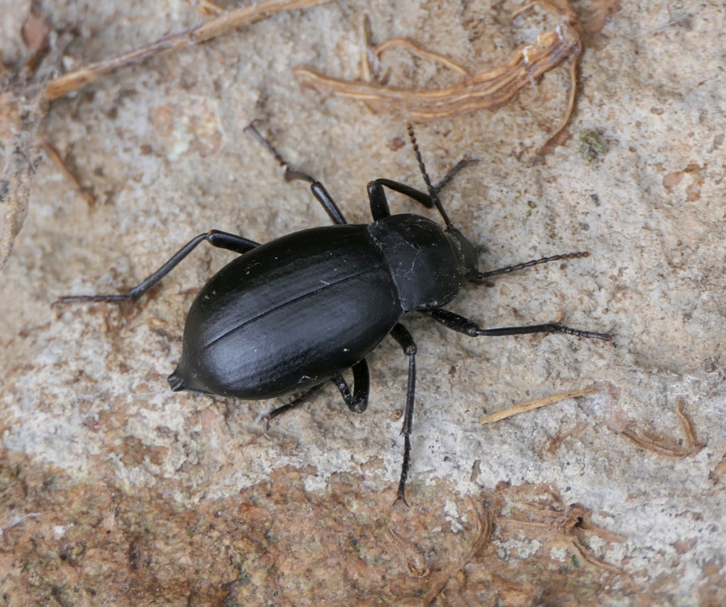 Churchyard Beetle | NatureSpot