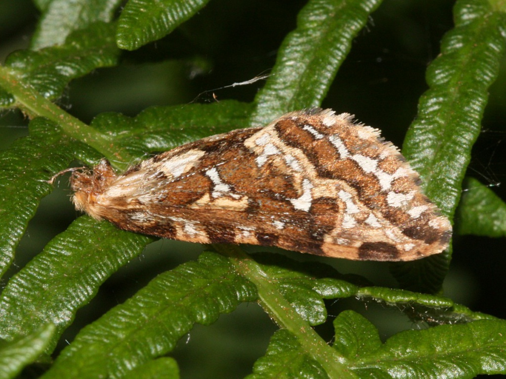 Map-winged swift | NatureSpot