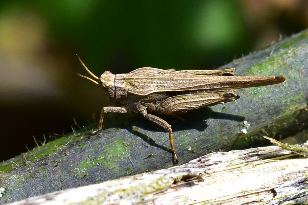 slender groundhopper