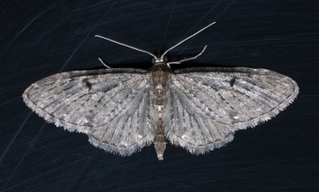 Golden-rod Pug | NatureSpot