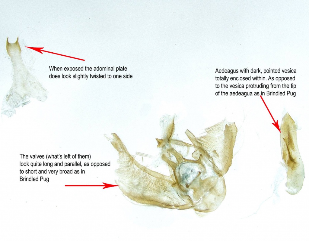 Golden-rod Pug | NatureSpot