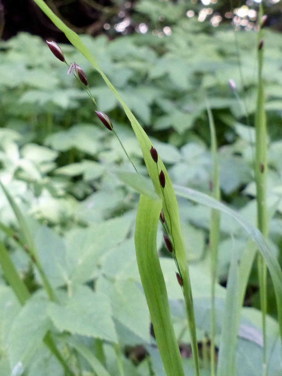 Wood Melick | NatureSpot