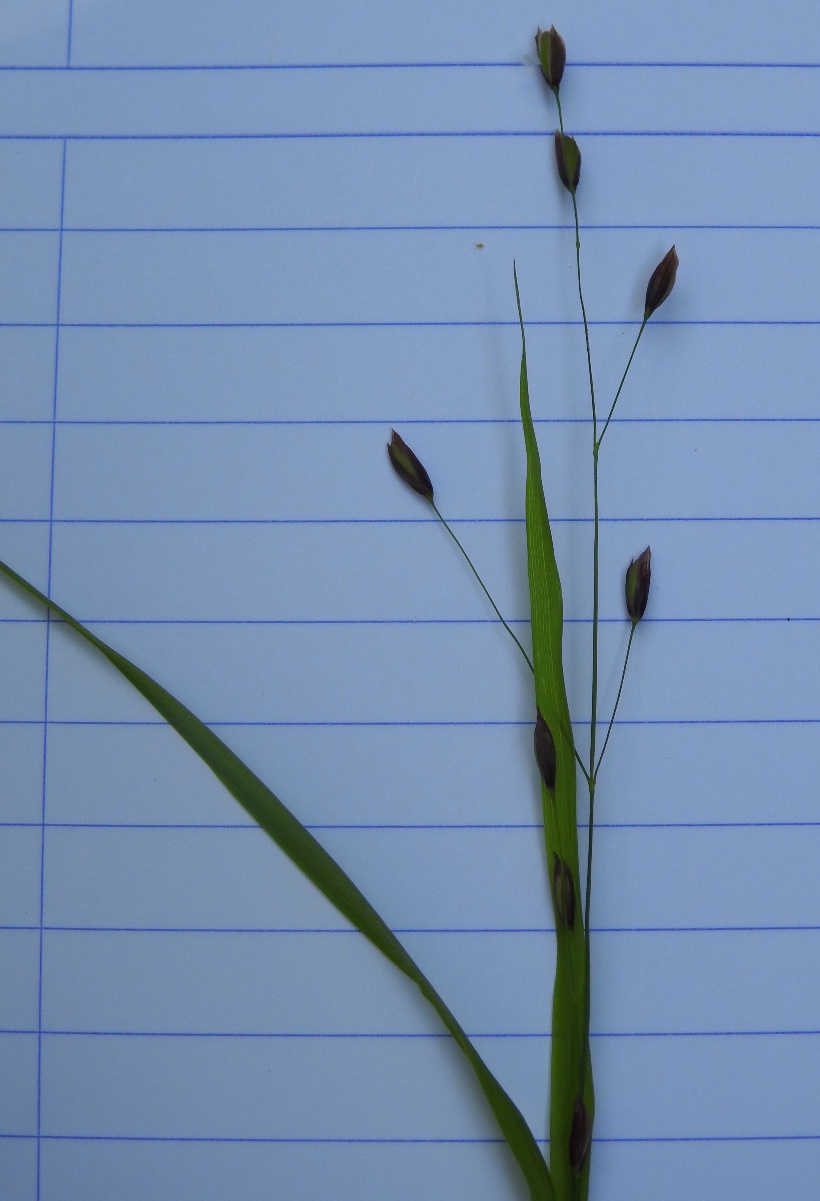 Wood Melick | NatureSpot