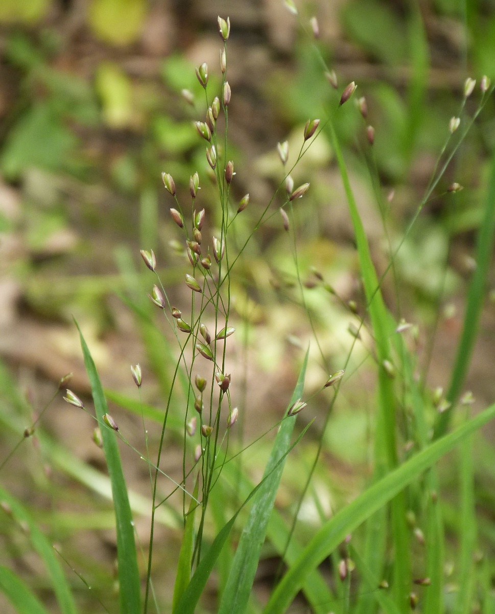 Wood Melick | NatureSpot