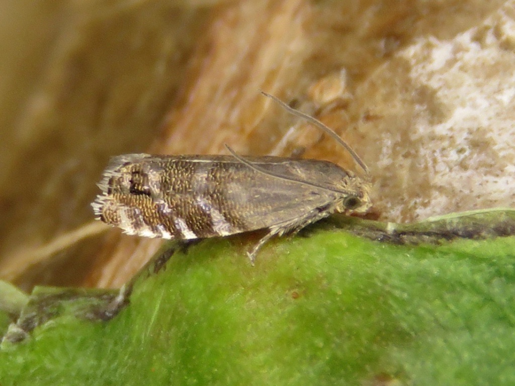 Cydia cosmophorana | NatureSpot