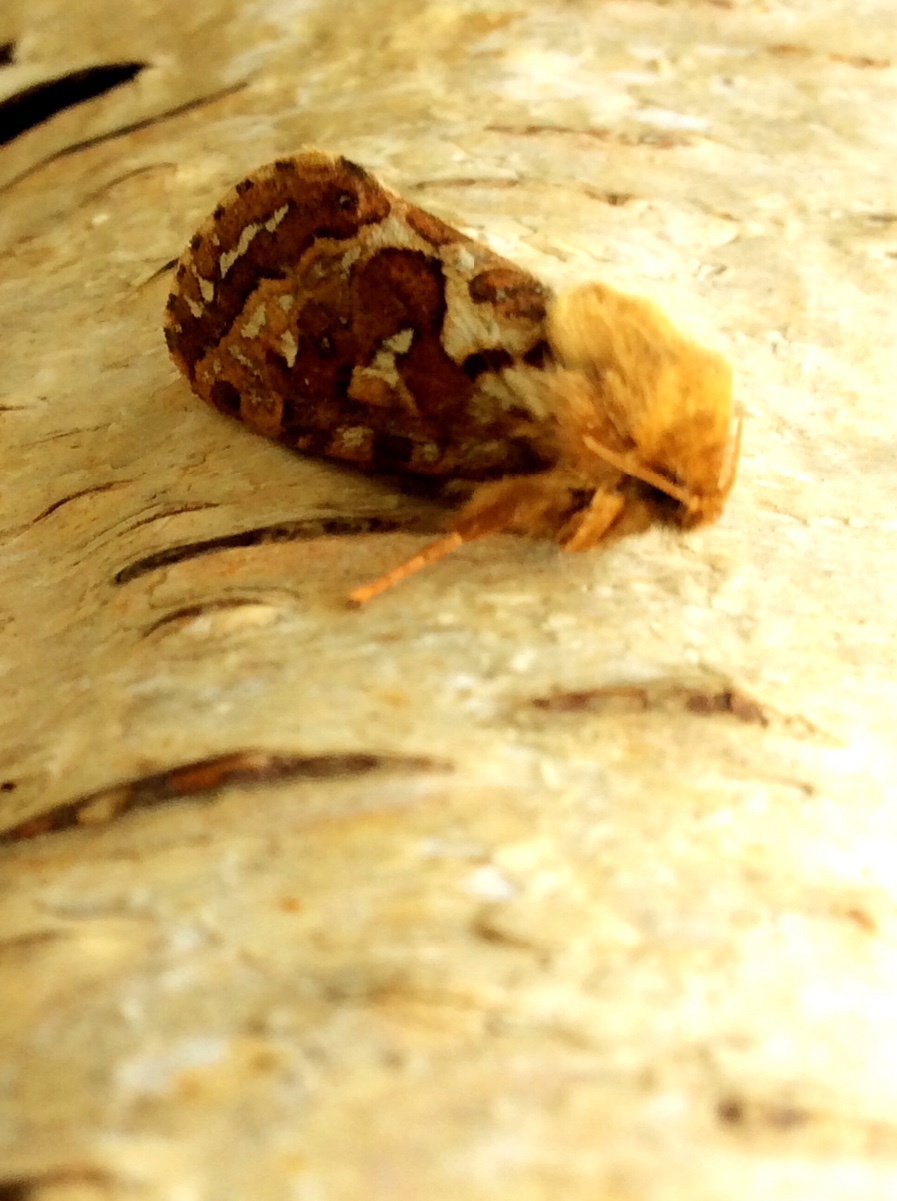 Map-winged swift | NatureSpot