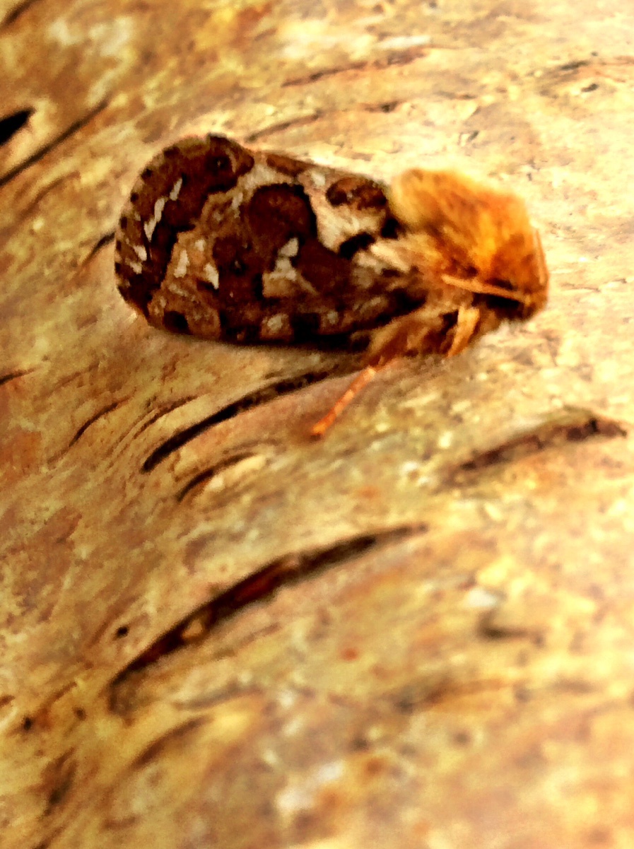 Map-winged swift | NatureSpot