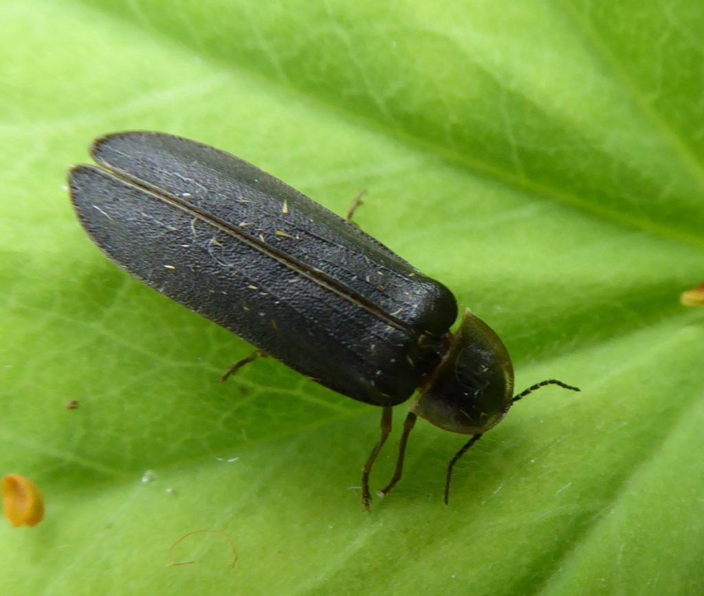 Glow-worm | NatureSpot