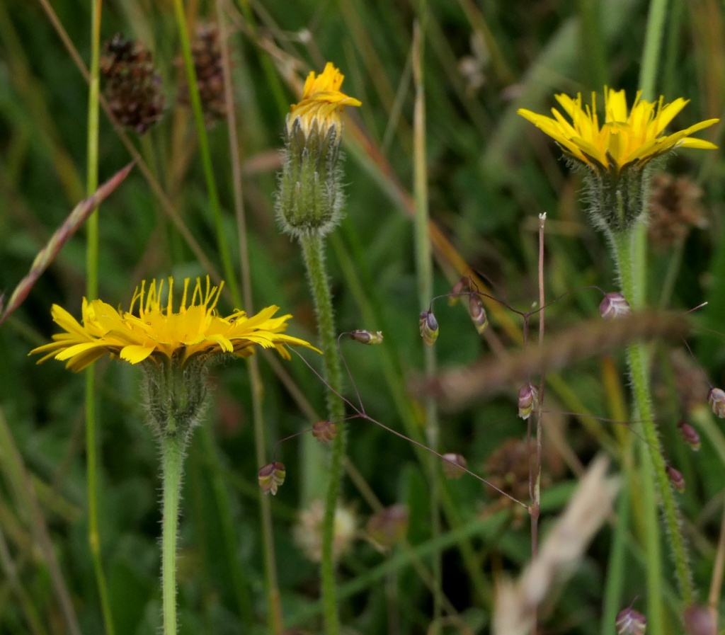 Rough Hawkbit | NatureSpot