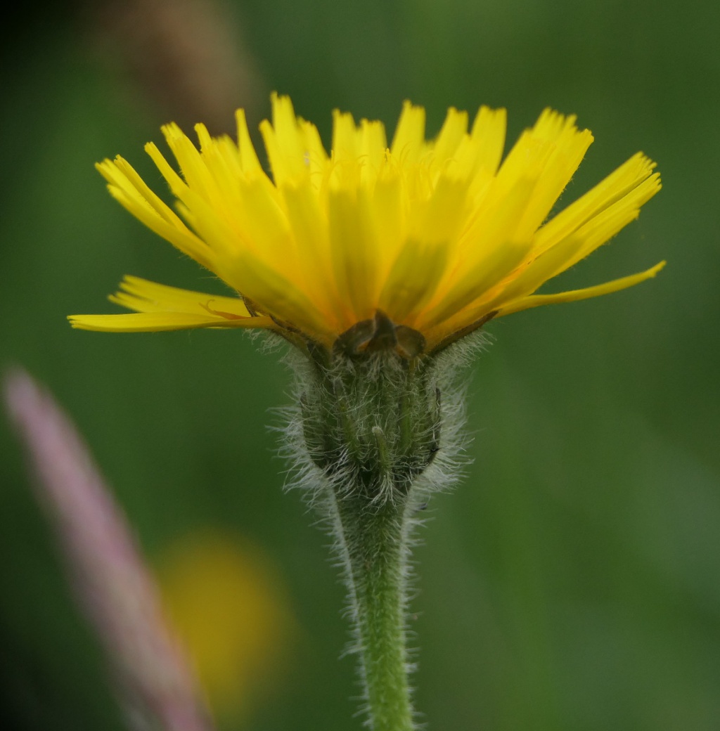 Rough Hawkbit | NatureSpot