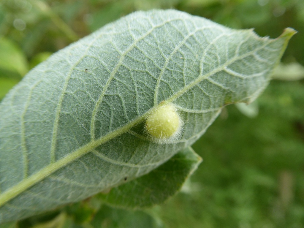 Willow Gall Sawfly | NatureSpot