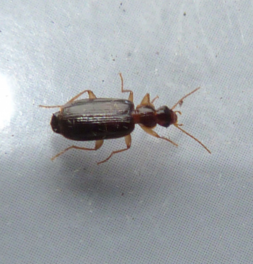 Dromius meridionalis | NatureSpot