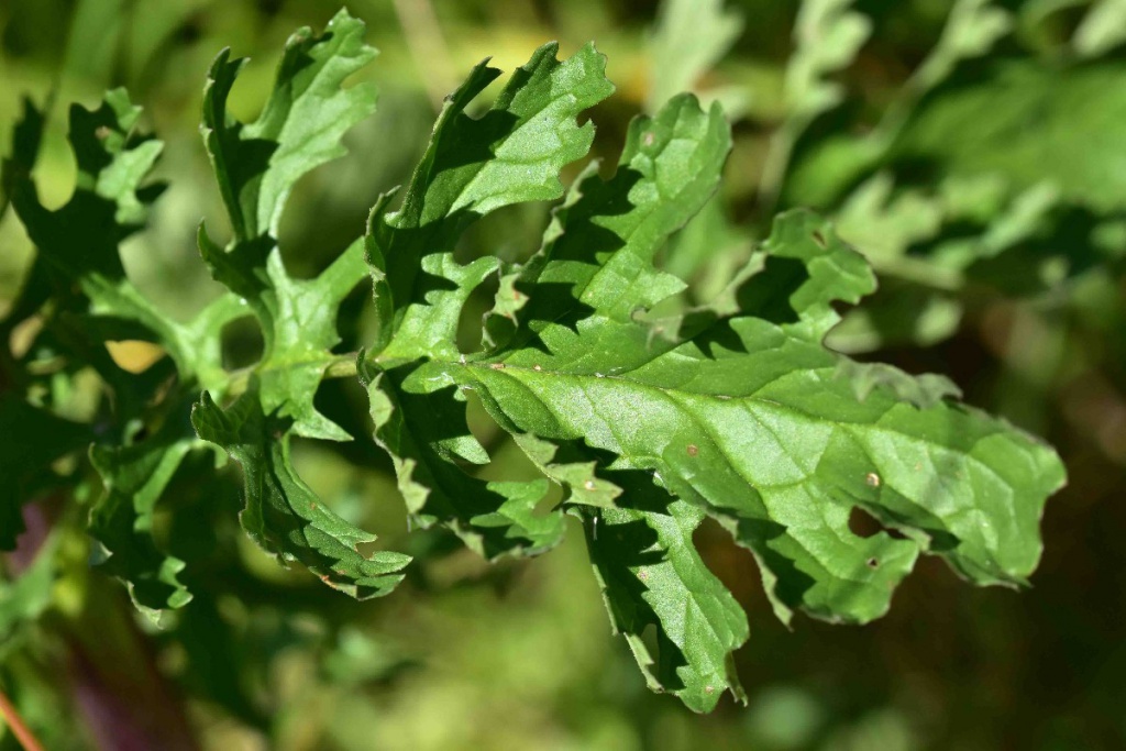 Common Ragwort | NatureSpot