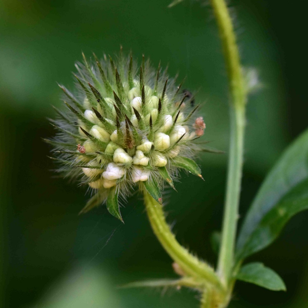 Small Teasel | NatureSpot