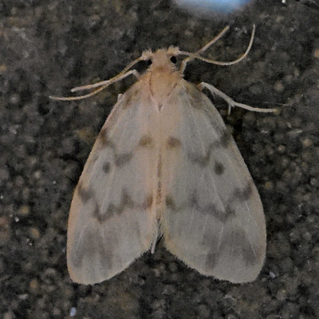 Muslin Footman | NatureSpot