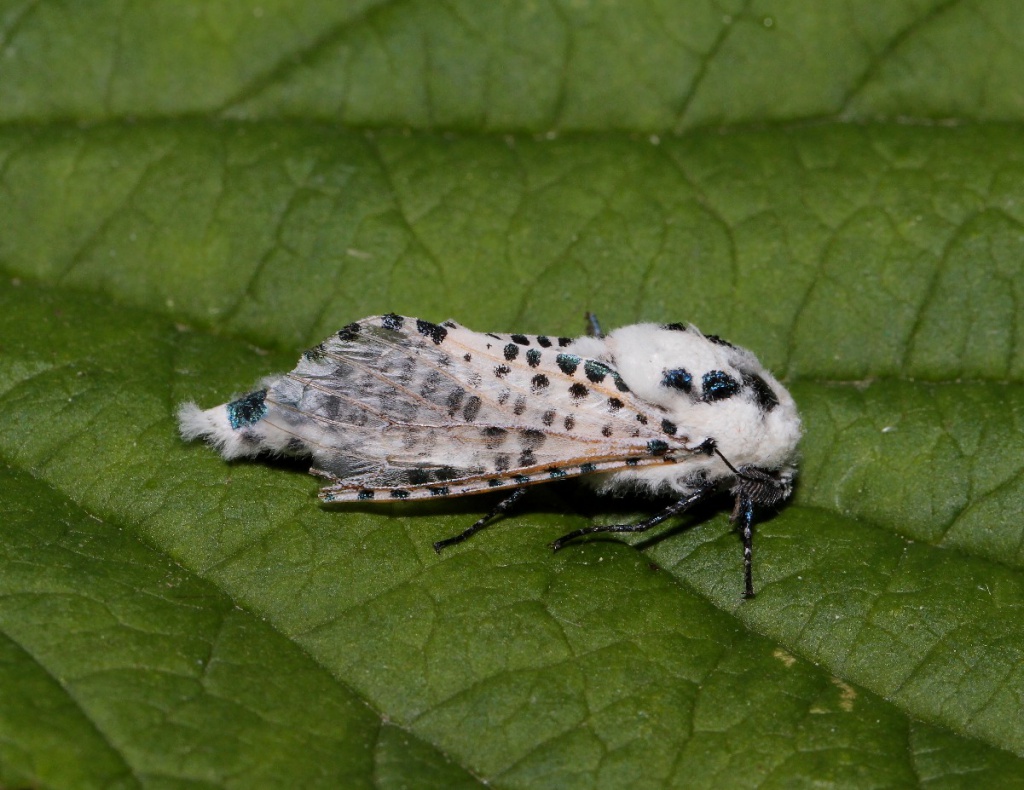 Leopard Moth | NatureSpot