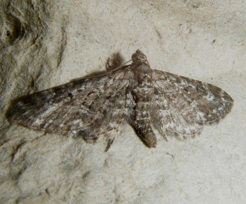 Narrow-winged Pug | NatureSpot