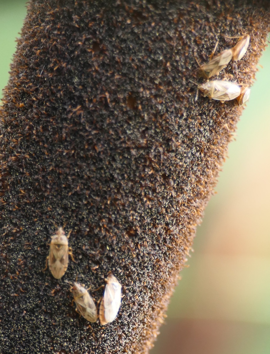 Bulrush Bug | NatureSpot
