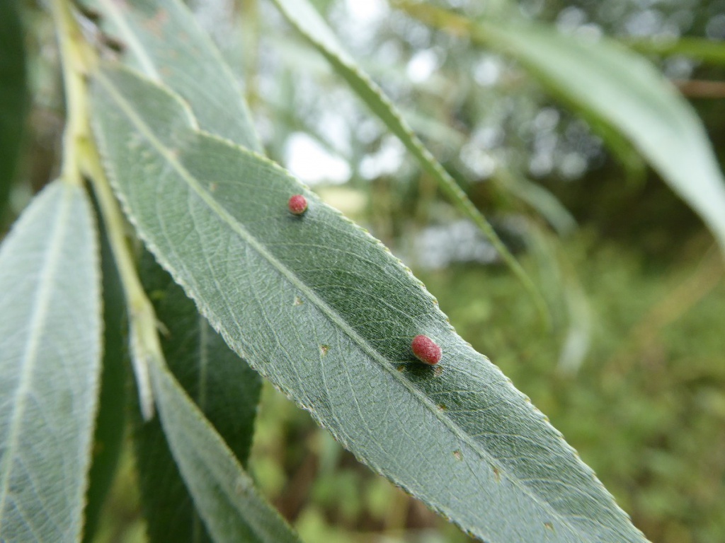 Aculus tetanothrix | NatureSpot
