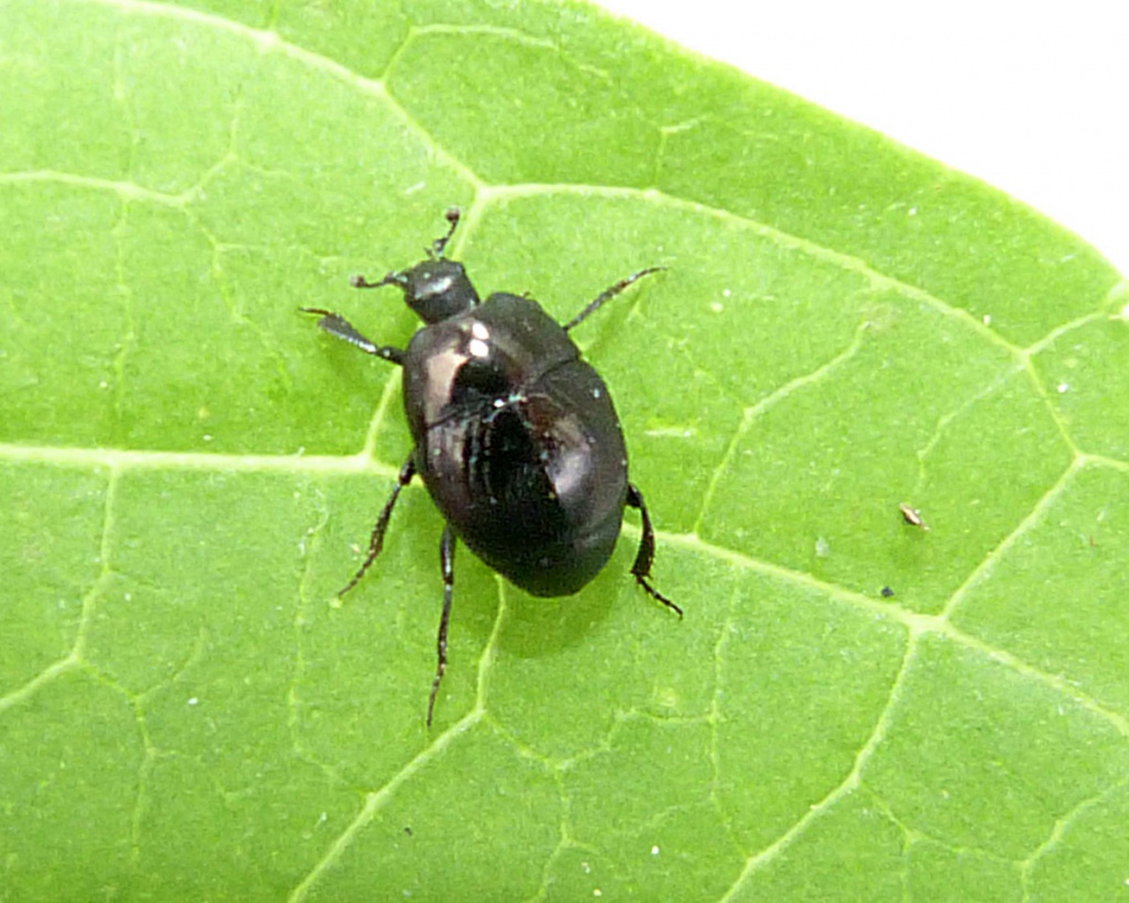 Saprinus semistriatus | NatureSpot