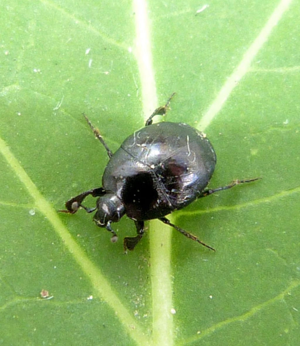 Saprinus semistriatus | NatureSpot