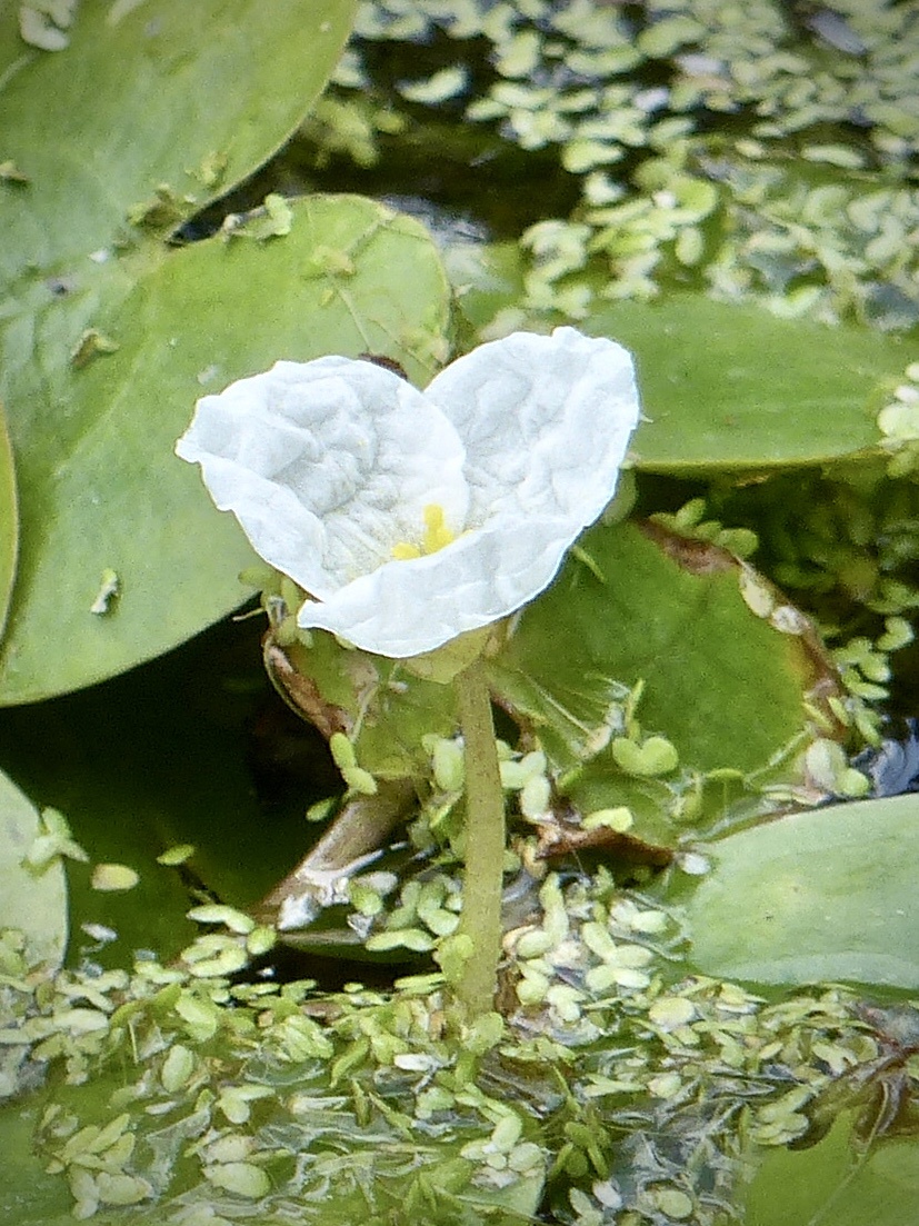Frogbit Flower