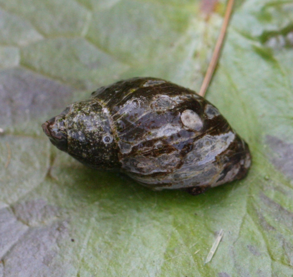 Radix labiata | NatureSpot