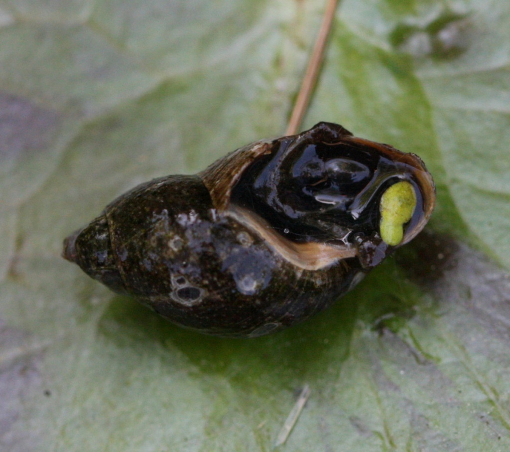 Radix labiata | NatureSpot