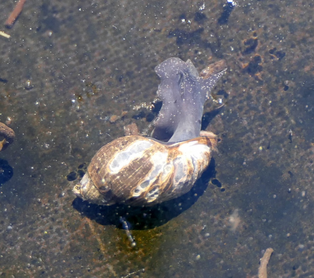 Radix labiata | NatureSpot