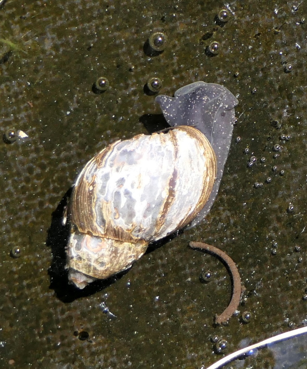 Radix labiata | NatureSpot