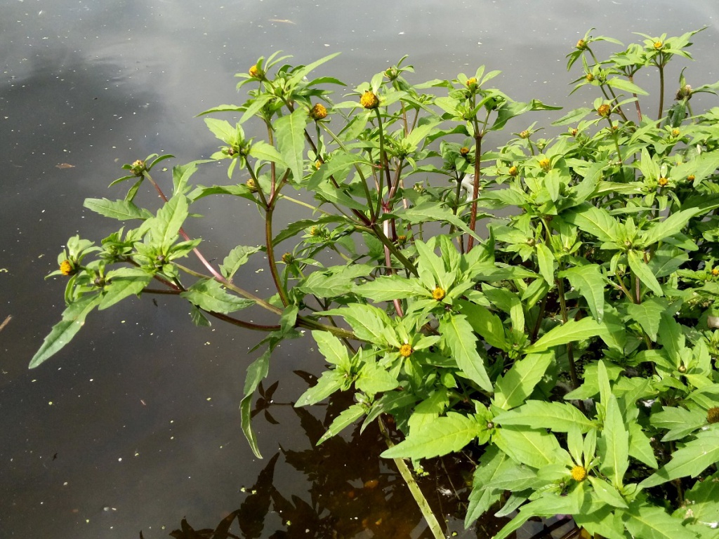 Trifid Bur-marigold | NatureSpot