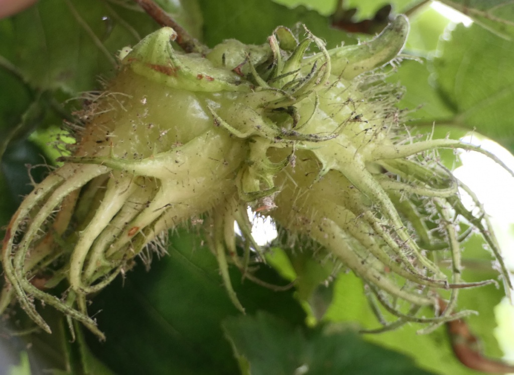 Turkish Hazel | NatureSpot