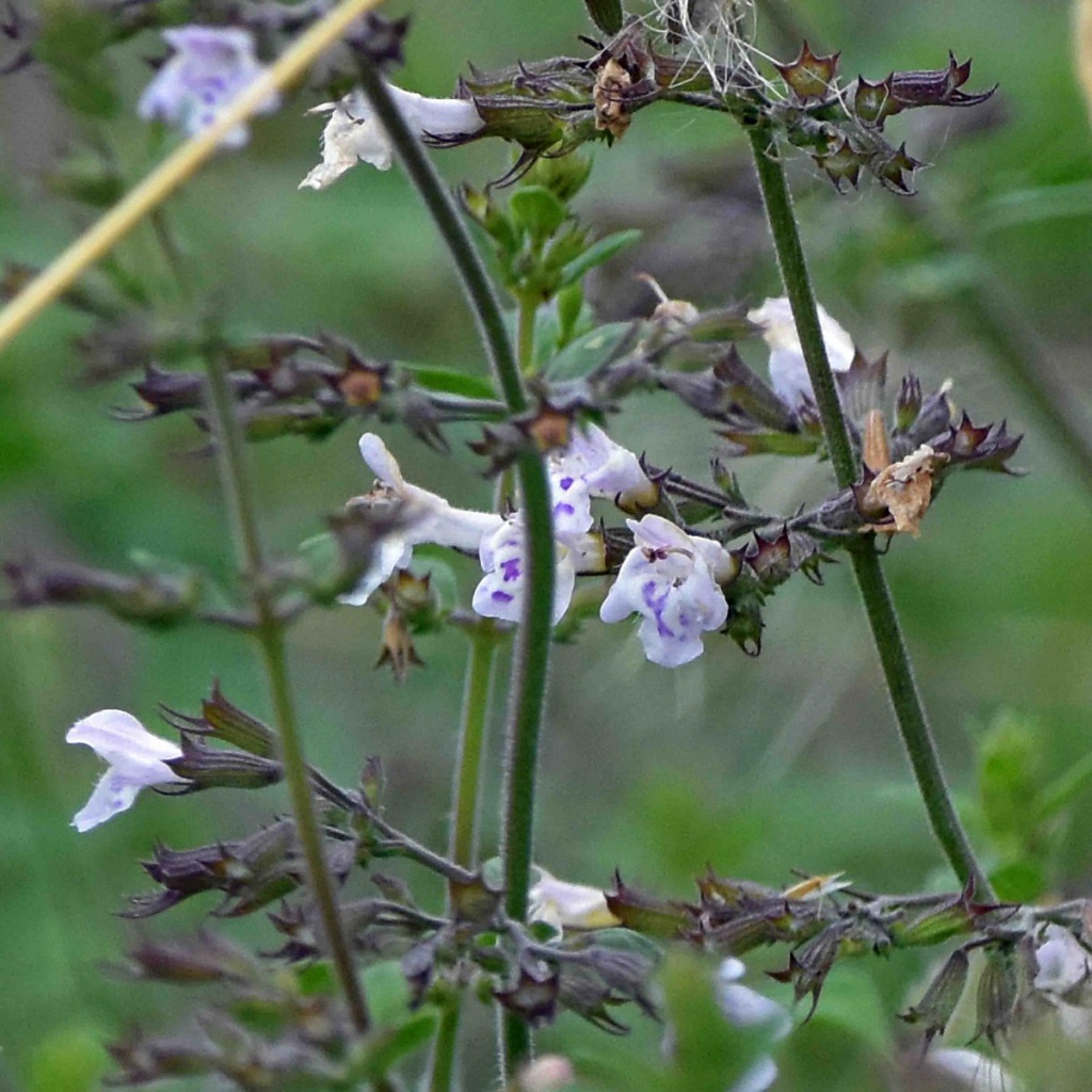 Common Calamint | NatureSpot