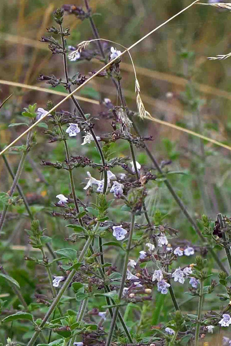 Common Calamint | NatureSpot
