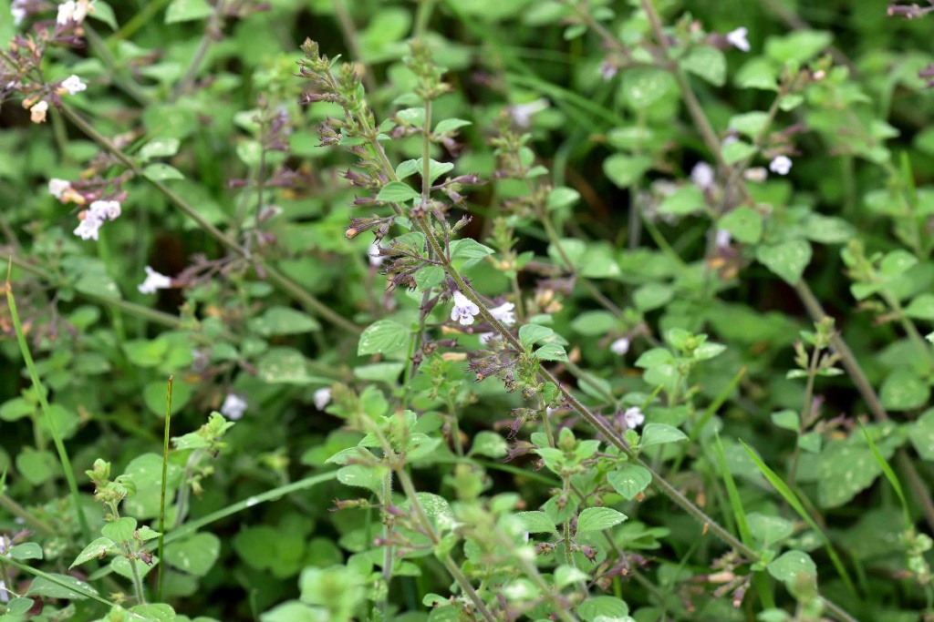 Common Calamint | NatureSpot