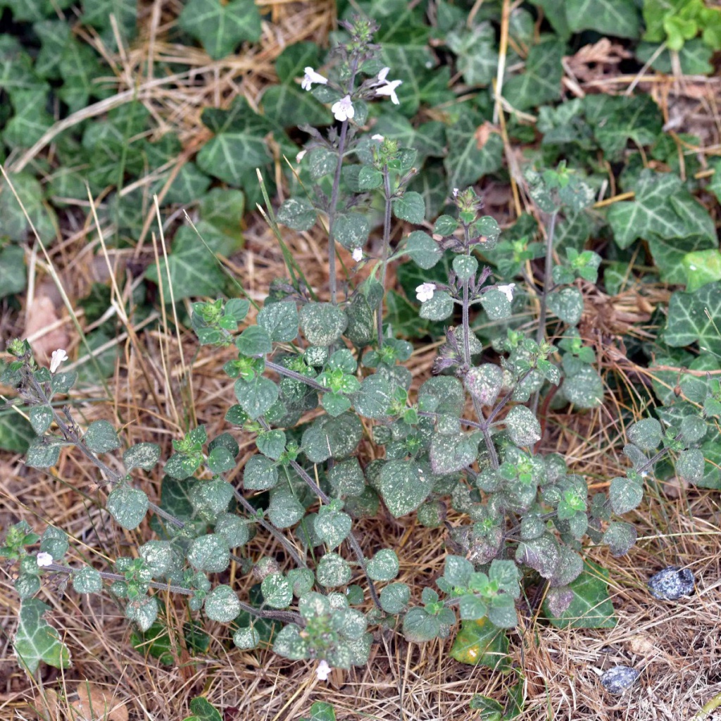 Common Calamint | NatureSpot