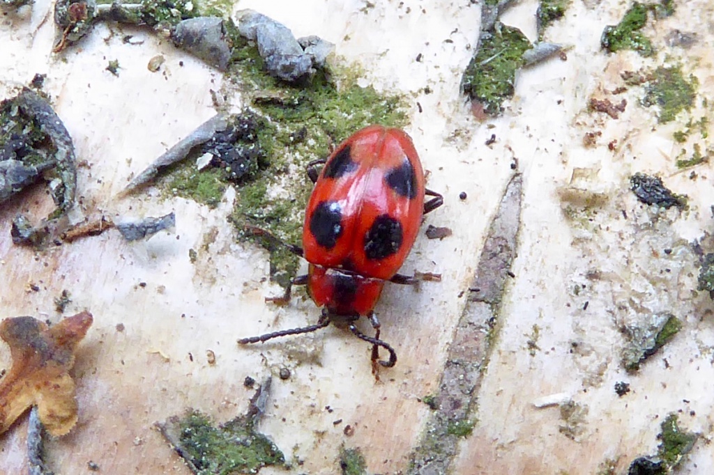 False Ladybird | NatureSpot