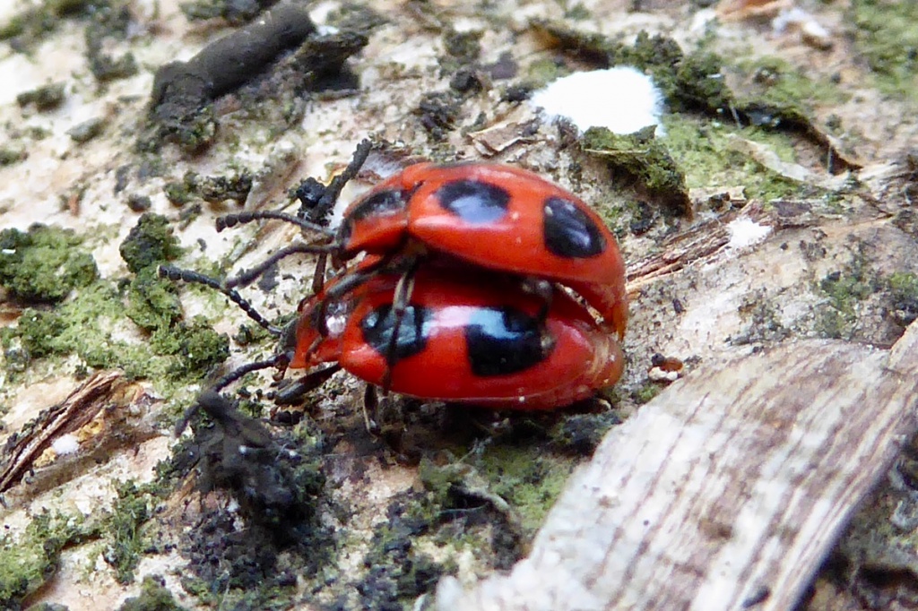 False Ladybird | NatureSpot