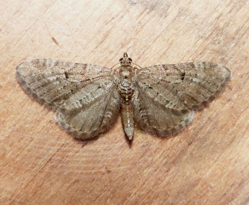 Golden-rod Pug | NatureSpot