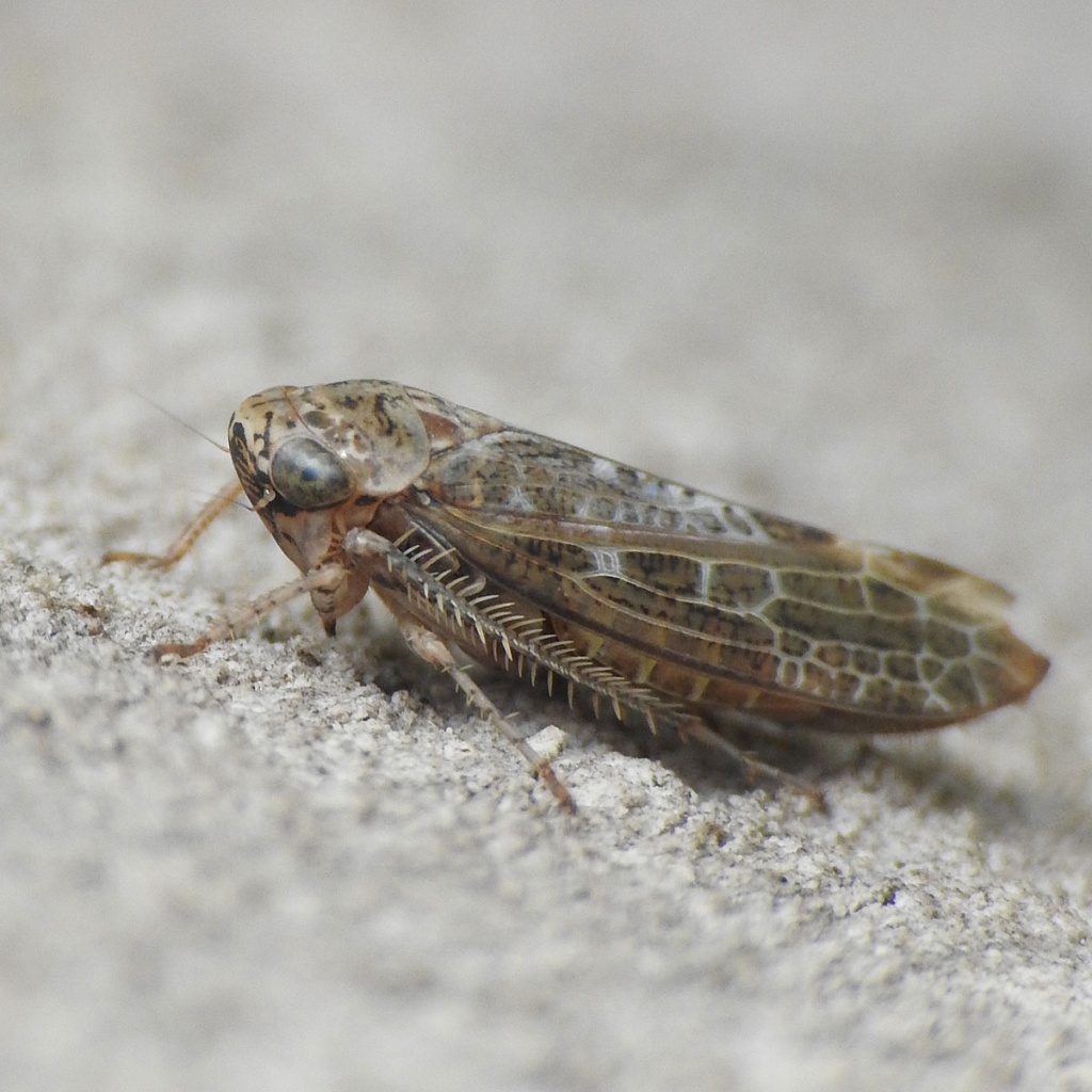 Allygus modestus | NatureSpot