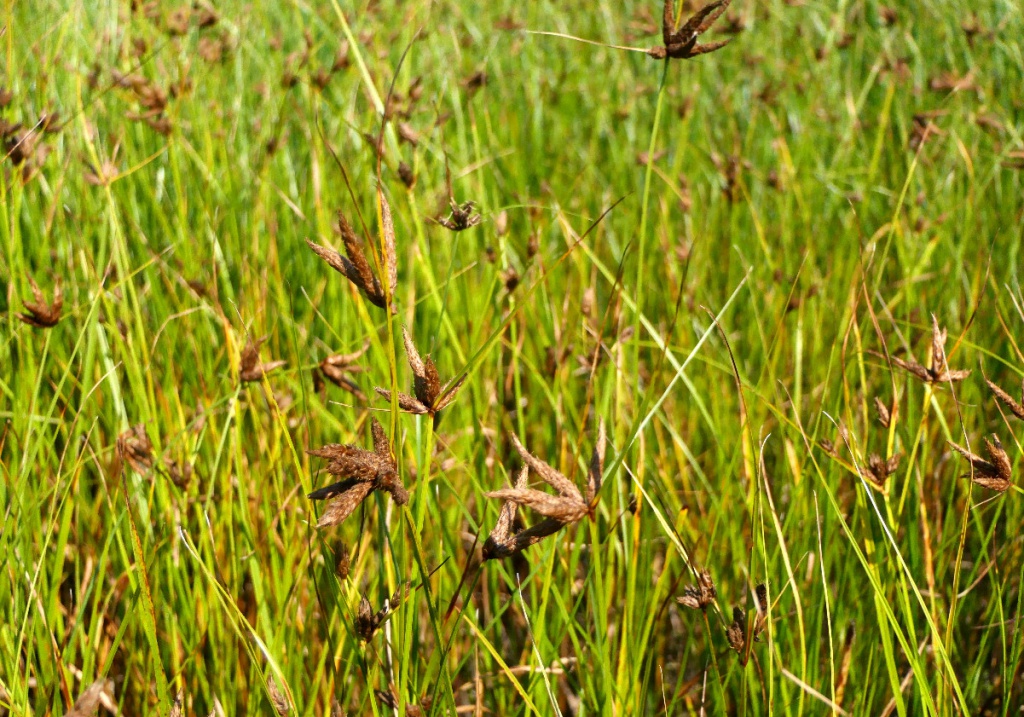 Sea Club-rush | NatureSpot