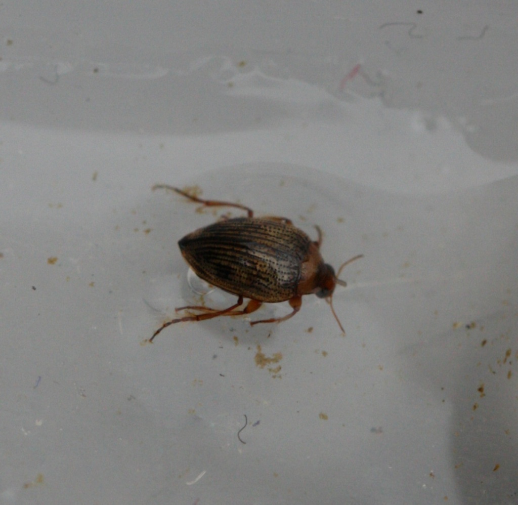 Haliplus ruficollis | NatureSpot