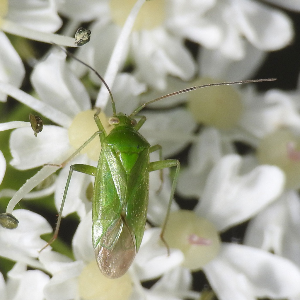 Common Green Capsid | NatureSpot